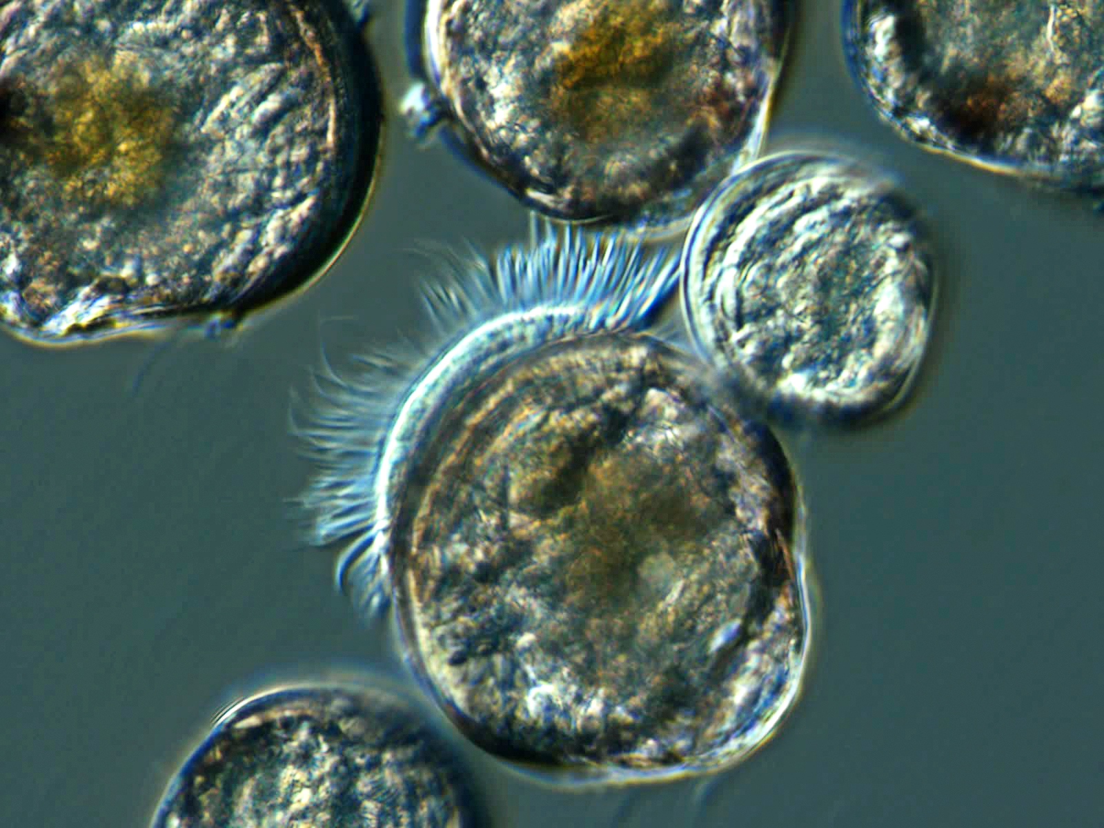 Oyster Intro – INSIDE Virginia Sea Grant